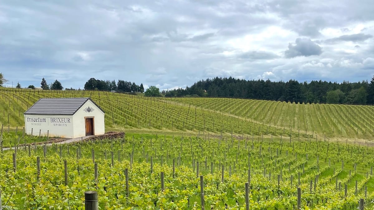 10 Best Wineries to Visit in the Willamette Valley (+ Map)