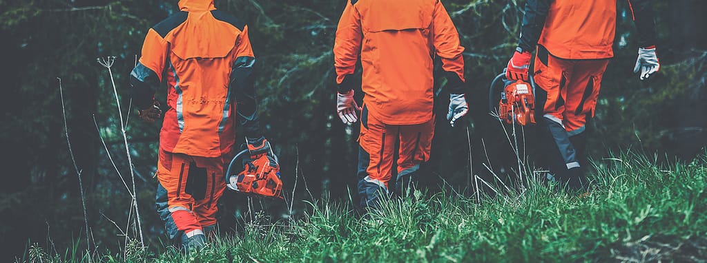 Tree Removal In Phoenix, AZ - Valley Tree Care LLC