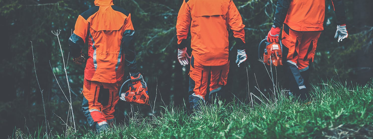 Tree Removal In Phoenix, AZ - Valley Tree Care LLC