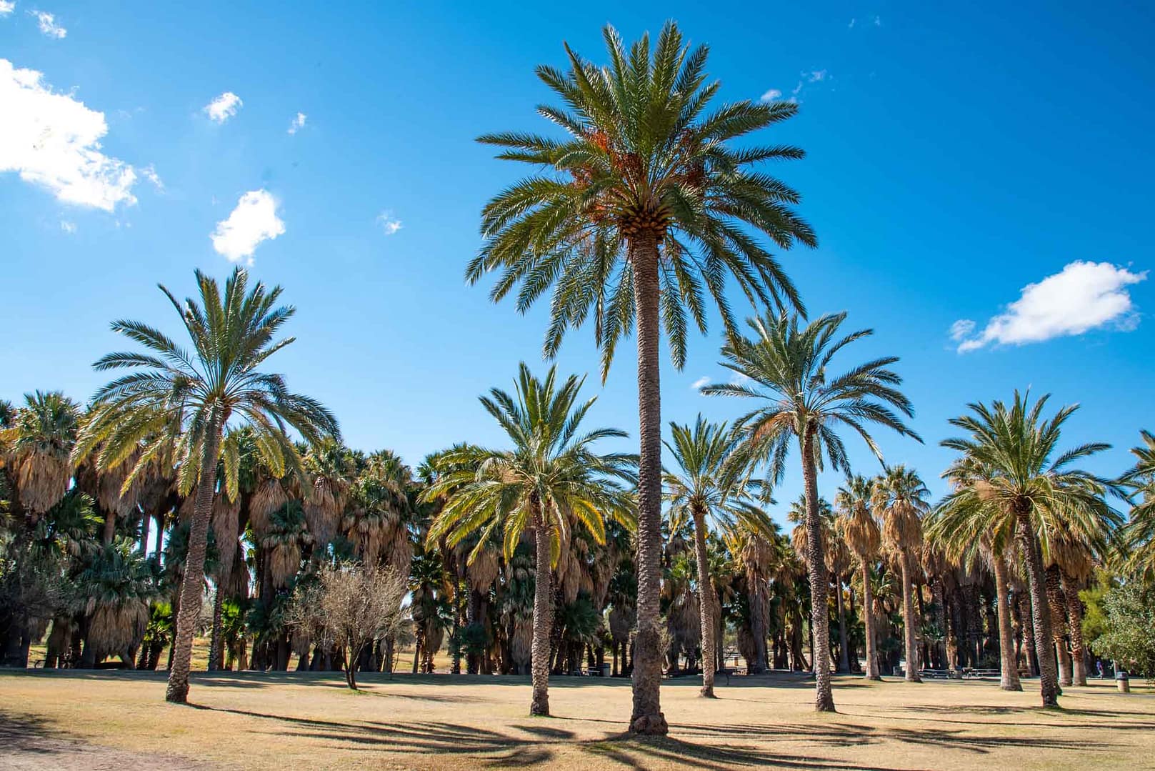 Trusted Tree Doctors in Phoenix Arizona - Valley Tree Care