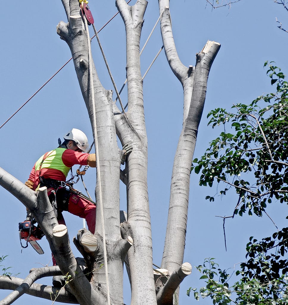 Tree Removal In Phoenix, AZ - Valley Tree Care LLC