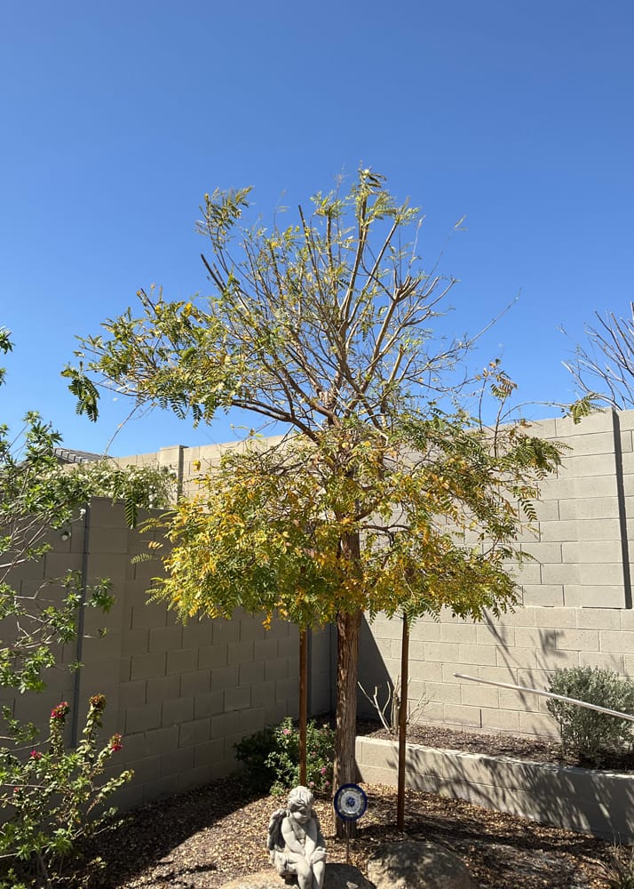 Trusted Tree Doctors in Phoenix Arizona - Valley Tree Care